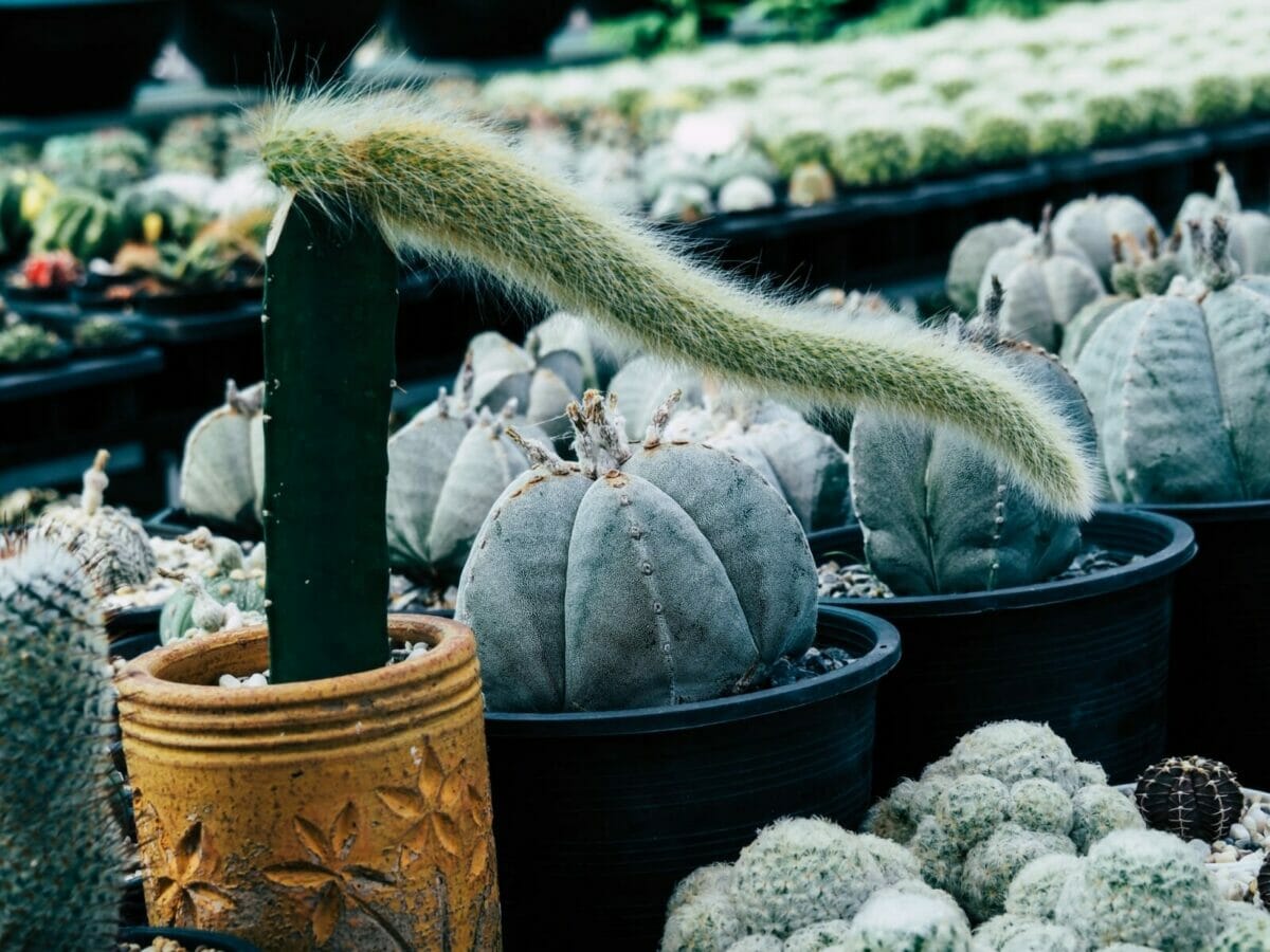 “หางลิง” แคคตัสมีชีวิต ไม่ซนแต่น่ารักนะ — LivingPop