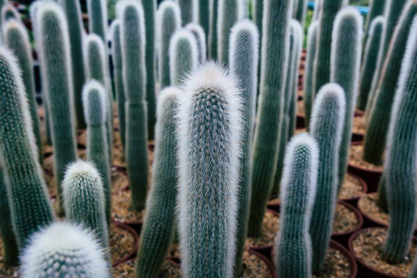 “หางลิง” แคคตัสมีชีวิต ไม่ซนแต่น่ารักนะ — LivingPop